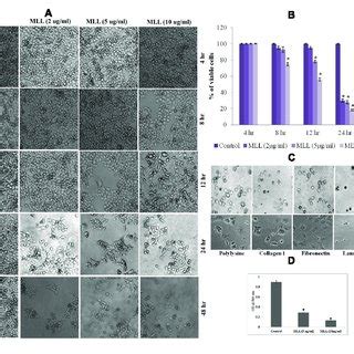 A DAPI Staining Showing The Nuclear Fragmentation Control Cells Download Scientific