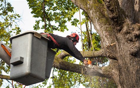 Timeless Popular Ideas For Tree Service Slogans In