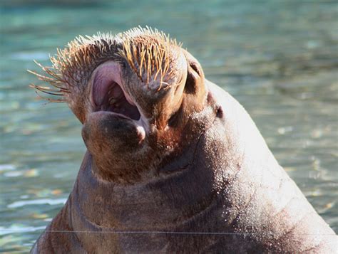 Why Does The Walrus Sing At Midnight Random Answers Fanpop
