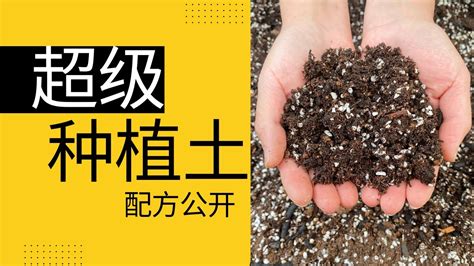 用这个土种菜盆栽比地栽长得更好分享配方啦 YouTube