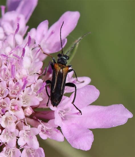 CT Oedemera Spec Biodiversidad Virtual Invertebrados