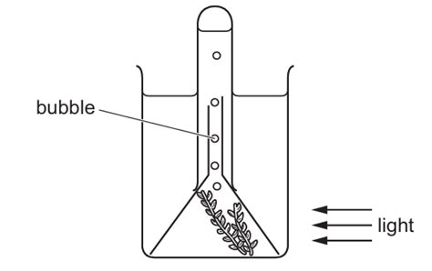 Igcse Biology 0610 6 1 Photosynthesis Igcse Style Questions Paper 2
