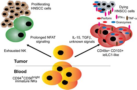 Intraepithelial Ilc1 Like Cells Front Line Fighters In Human Head And