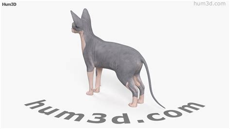 360 View Of Sphynx Cat 3d Model 3dmodels Store