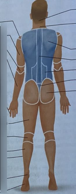 Anatomical Terms Posterior Diagram Quizlet