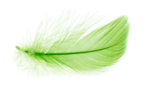 Feather Color Meanings The Significance Of Feathers And What They