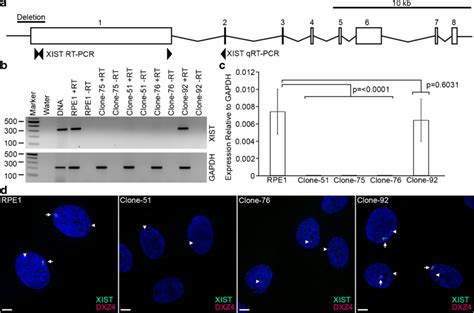 Expression Of Xist Rna A Schematic Map Showing The Structure Of The