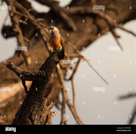 Red Bellied Parrot Poicephalus Rufiventris On A Dead Branch Samburu