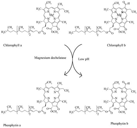 Pheophytin Alchetron The Free Social Encyclopedia