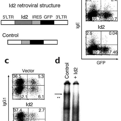 Reintroduction Of Id2 Protein Restores Enhanced Ige Class Switching A