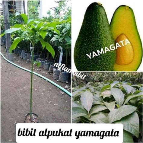 Bibit Alpukat Yamagata Benih Pohon Tanaman Buah Dalam Pot Tabulampot