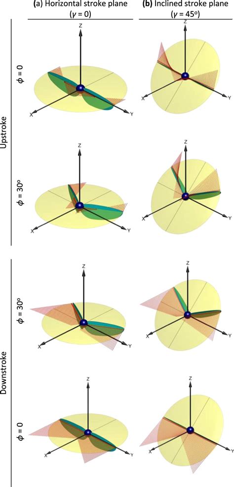 Velocity Distribution Along The Span During Flapping Forward Flight
