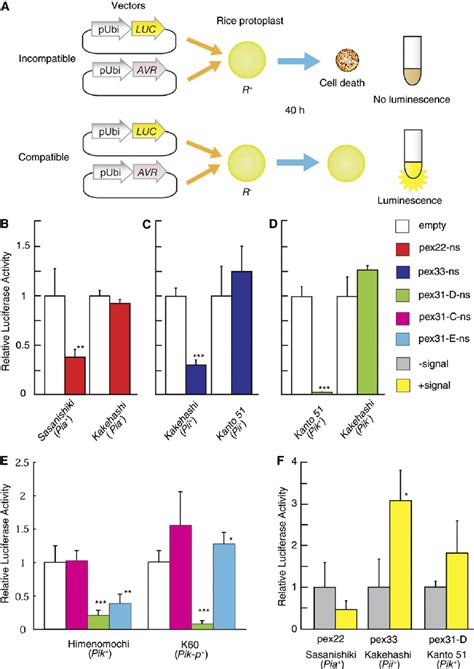 Interaction Between Avr Candidates And R Genes Causes Cell Death In
