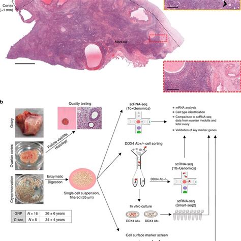 Fredrik Lanner Assistant Professor Phd Karolinska Institutet Solna Ki Department Of