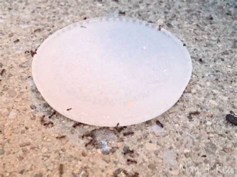 🐜 Homemade Ant Killer ⏰ Quick Results In Just Minutes