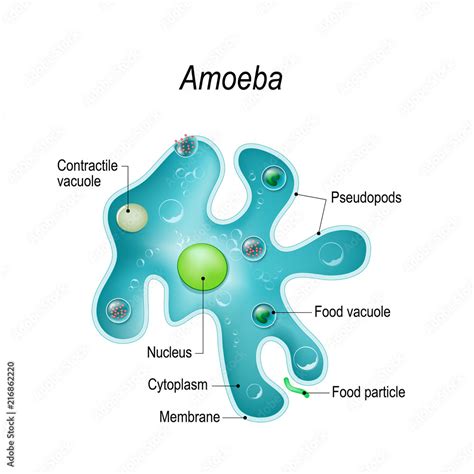 Structure Of Amoeba Youtube
