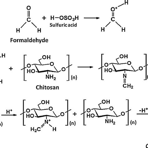 Schema Of Crosslinking Reaction Of Chitosan By Formaldehyde Download