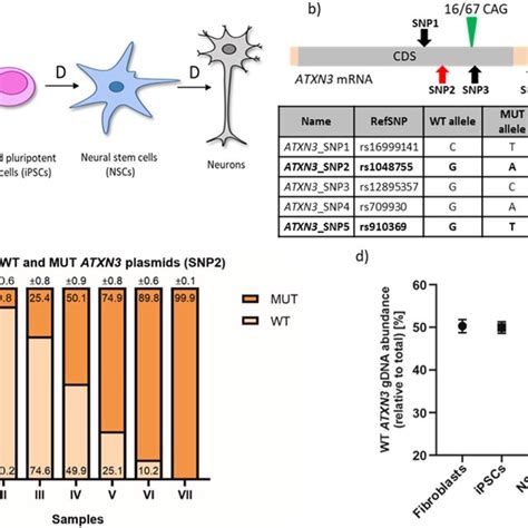 Snp Based Allele Specific Ddpcr Assays For Atxn3 Transcript A Download Scientific Diagram
