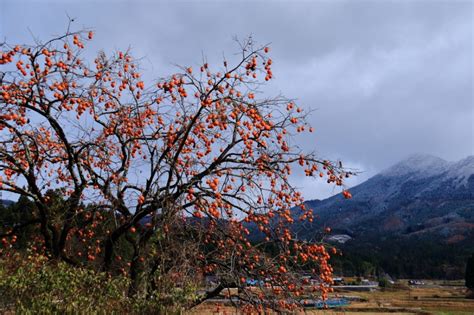 柿のある風景 いもじいじ山陰