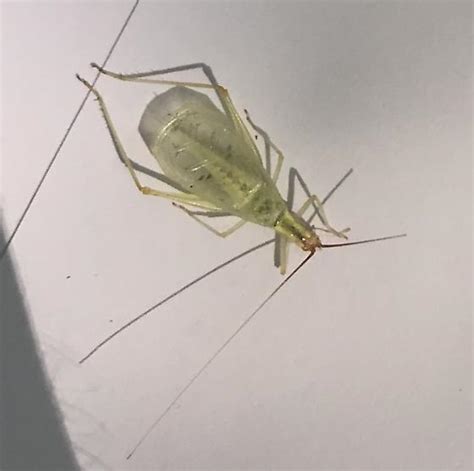 Green Translucent Insect Oecanthus Latipennis Bugguidenet