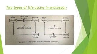 PROTOZOA SEXUAL REPRODUCTION Pptx