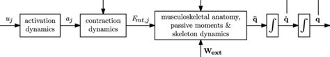 Schematic Outline Of A Dynamic Musculoskeletal Model Download Scientific Diagram