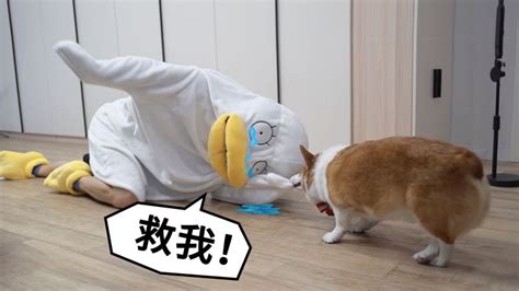 主人扮鸭子逗柯基，狗：你这是玩游戏，还是玩命呢？搞笑萌宠好看视频