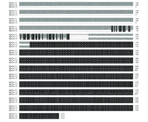 Sequence Alignment Of Three Transcriptional Variants Gray Indicates Download Scientific