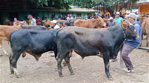 12 Juta 💥 Sapi Pegon Jantan Bakalan Harga Obral Pasar Sapi Tuban