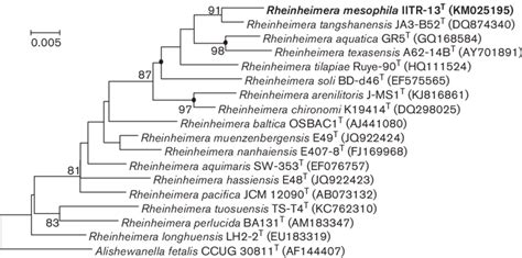 Neighbour Joining Tree Based On 16S RRNA Gene Sequences 1488 Bases