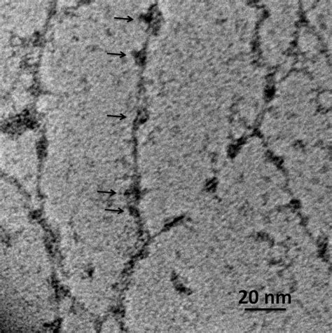 Figure S2 Chromatin Was Intact During The Buffer Alignment Process Download Scientific