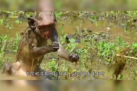 猴子河边游泳不慎被鱼钩钩住这场面看着都疼 鱼钩 游泳 猴子