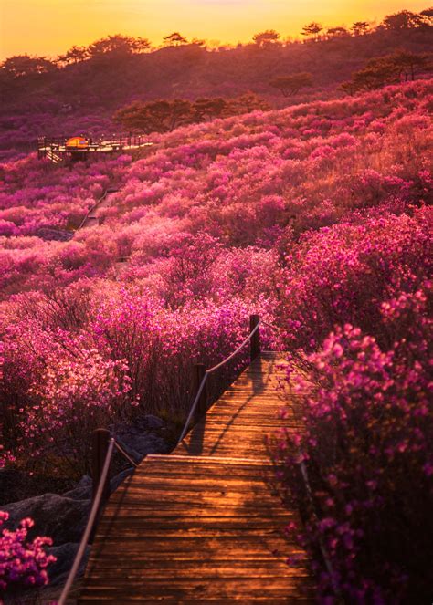 大邱 琵瑟山비슬산 春天欣賞杜鵑花海每年4月中、下旬 韓國觀光公社 Visitkorea Facebook