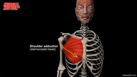 Zygomaticus Major Origin Insertion Action Innervation
