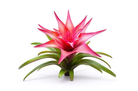 Premium Photo Bromeliad Isolated On White