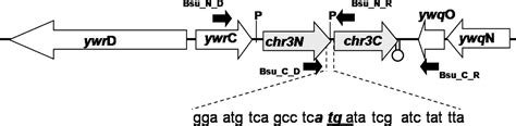 Short Chain Chromate Ion Transporter Proteins From Bacillus Subtilis Confer Chromate Resistance
