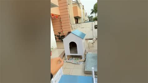 Oreo Ka New Ghar 😍 Ready Hogya Souravjoshivlogs Youtube