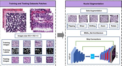 displays the overview of our proposed method for nuclei segmentation on