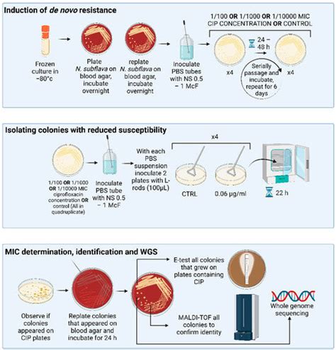 Antibiotics Free Full Text Ciprofloxacin Concentrations 100 Fold Lower Than The Mic Can