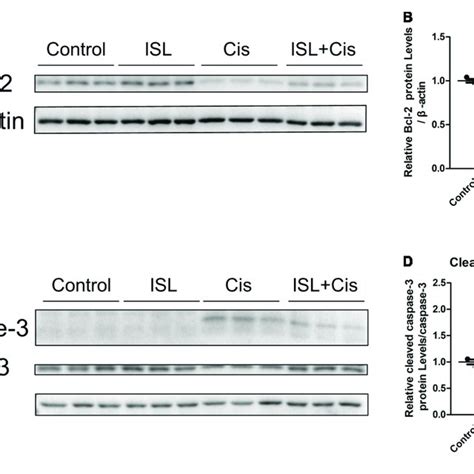 Isl Reduced The Cisplatin Induced Apoptosis In Hk2 Cells Hk2 Cells