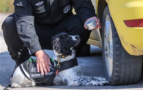 警犬冬训