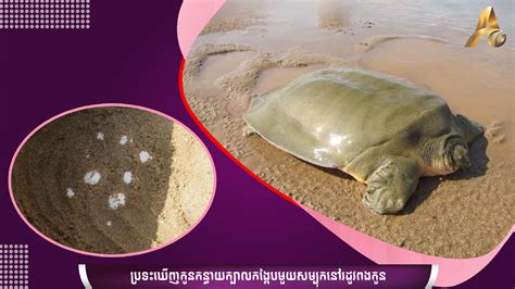 ប្រទះឃើញកូនកន្ធាយក្បាលកង្កែបមួយសម្បុកនៅរដូវពងកូន