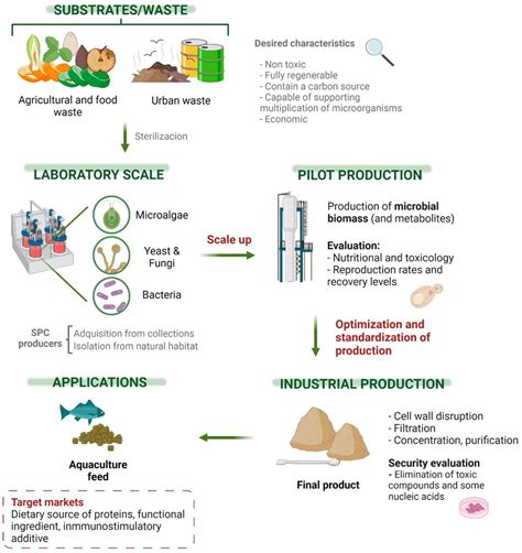 Single Cell Protein Scp Definition Sources Production Uses Biology Notes Online