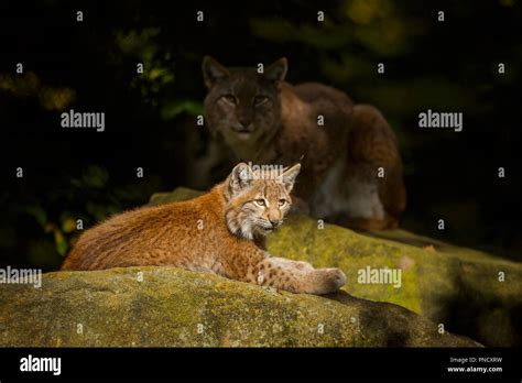 Eurasian Lynx, Lynx lynx, Female with Kitten, Germany, Europe Stock ...