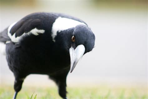 Expert Reveals Unusual Yet Foolproof Tactic To Avoid Magpie Swooping