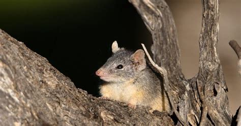 Marsupial That Has So Much Sex It Dies Has An Even Darker Secret News