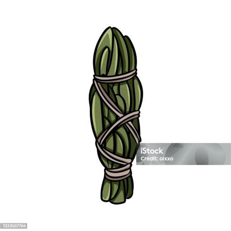 머그워트 얼룩 스틱은 실손으로 그린 낙서 고립 아이콘으로 묶여 있습니다 벡터 스톡 플랜트는 이미지를 남깁니다 허브 번들 낙서 드로잉에 대한 스톡 벡터 아트 및 기타 이미지