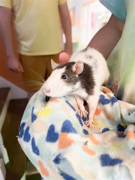 Fancy Rats Double J Riding Club Fancy Rats Double J Riding Club