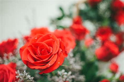 물방울이 있는 빨간 장미를 닫습니다 신선한 빨간 장미 꽃 밝은 배경의 꽃다발 개화기에 대한 스톡 사진 및 기타 이미지 개화기 그림 그리기 기념일 Istock