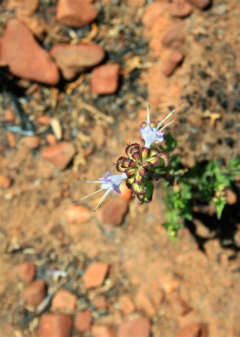 Veld Flower Free Stock Photo - Public Domain Pictures